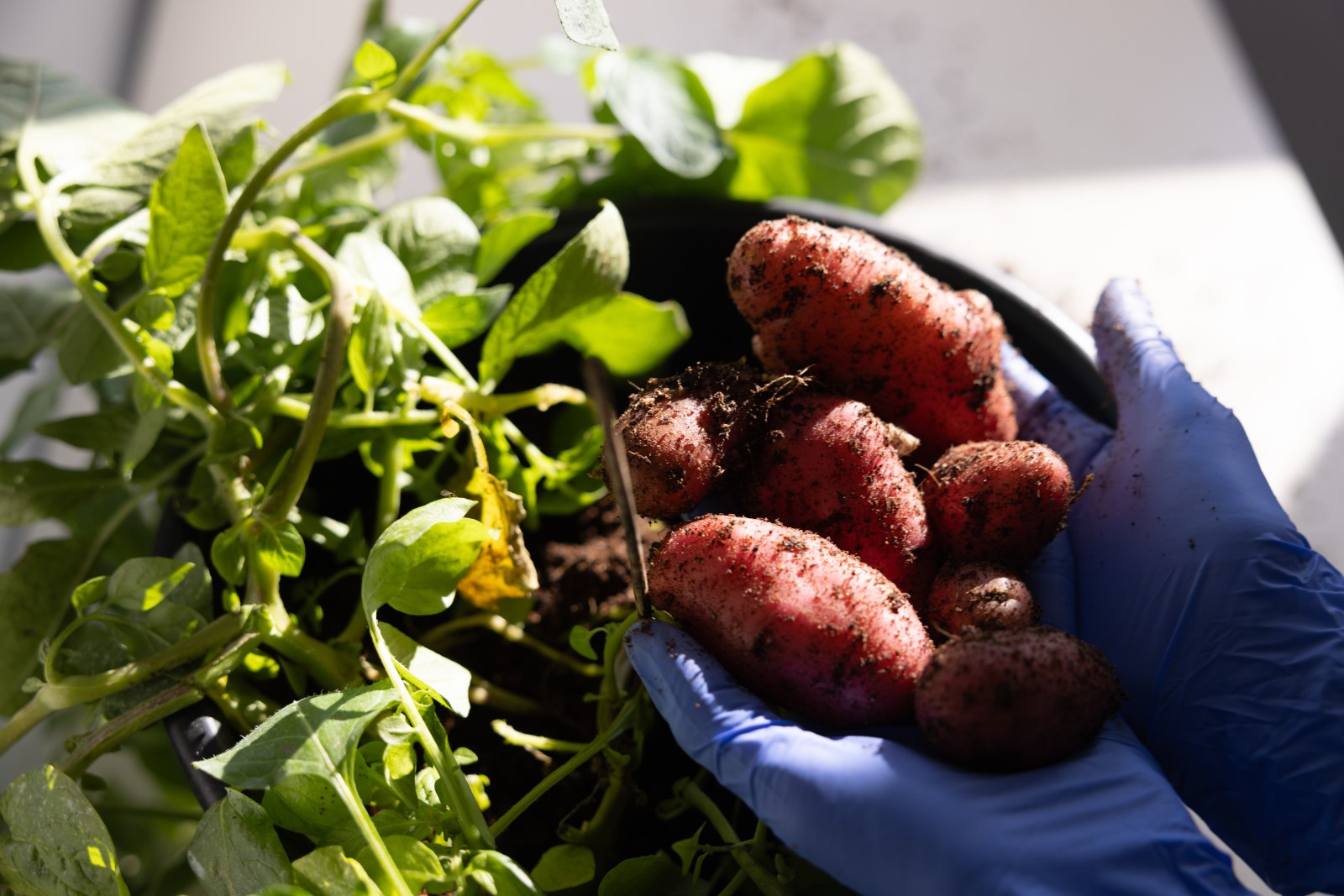 PoLoPo Adds Potato Protein Patatin to Product Lineup | Protein Report ...