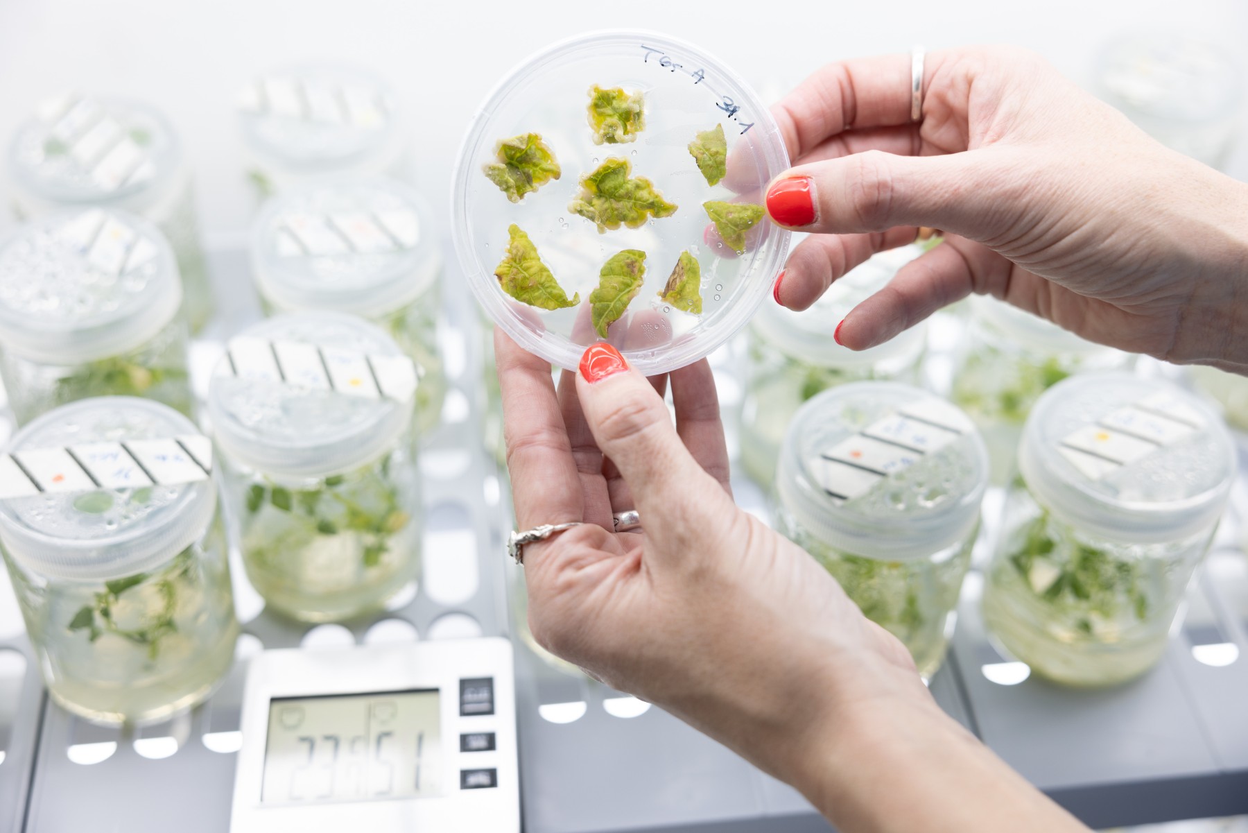 PoLoPo Shifts Focus to High-Protein Potatoes for the Chips Industry ...